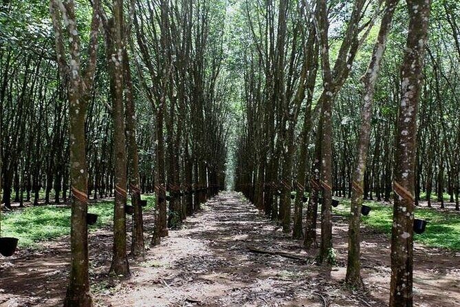 Ceylon Tea Experience Start from Colombo Port Passenger Terminal - Practical Details