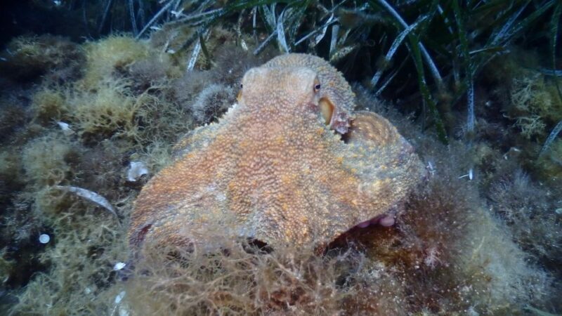 Chalkidiki: Scuba Diving for Beginners in Kassandra - An Honest Look at the Experience