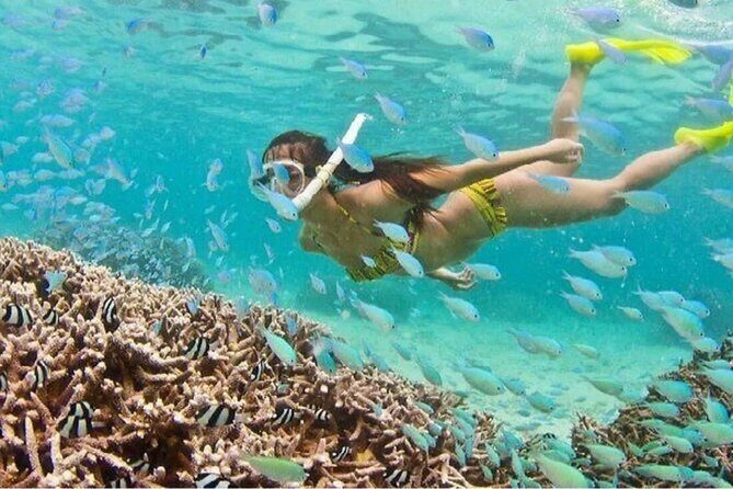 Cham Island Discovery: Snorkeling, Sightseeing & Seafood Set Menu - Final Thoughts