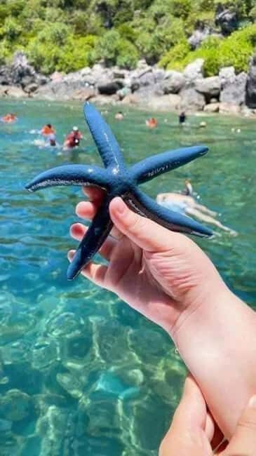 Cham Island: Experience Snorkeling and Lunch In A Day Tour - A Detailed Look at the Cham Island Experience