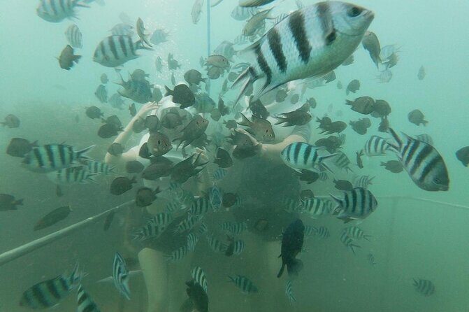 Cham Island Sea Walk and Snorkeling Experience by Speedboat - An In-Depth Look at the Experience