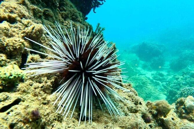 Cham Island Snorkeling Daily Group Tour, Sunbathing, nice beaches - Who Would Enjoy This Tour?