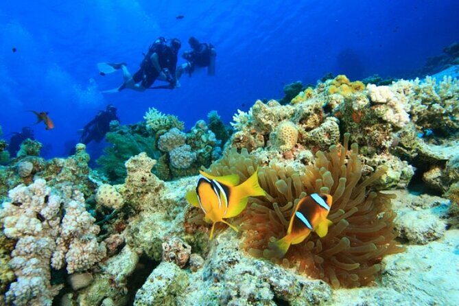 Cham Island Snorkeling,Beach Tour (Hoi An Viet Nam) - Final Thoughts: Is It Worth It?