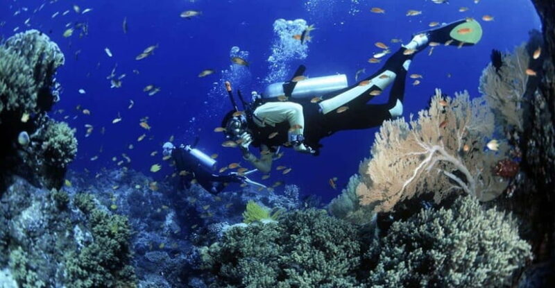 Cham Islands Snorkeling Tour by Speedboat : Hoi An/Da Nang - Key Points