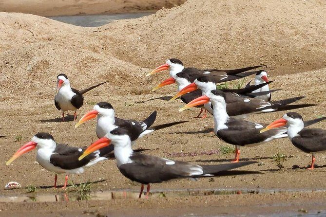 Chambal River Safari - How the Tour Is Structured