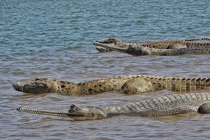 Chambal River Safari - Authenticity and Ethical Travel