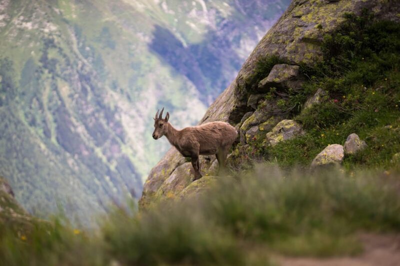Chamonix: Guided Tour to the Aiguille du Midi and Montenvers - Who Will Love This Tour