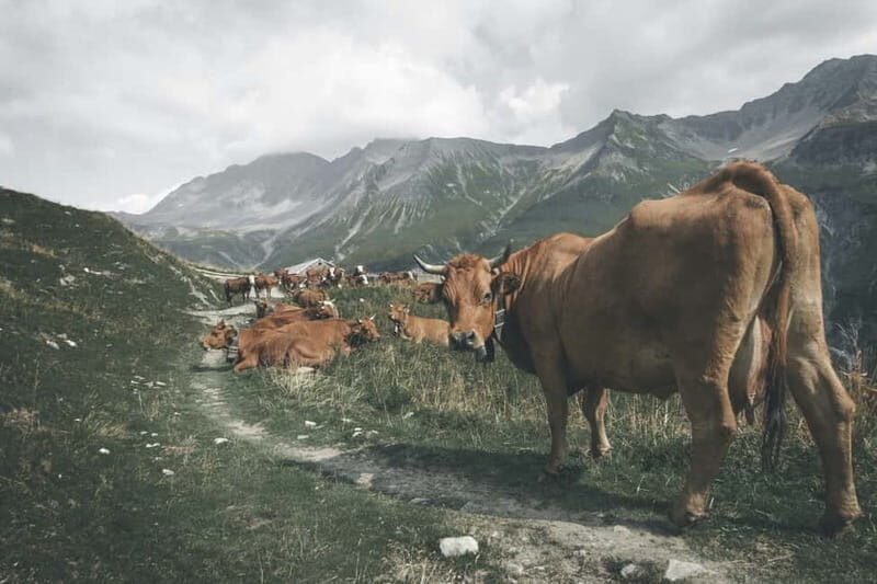 Chamonix: Hike and taste local products facing Mont Blanc - Key Points