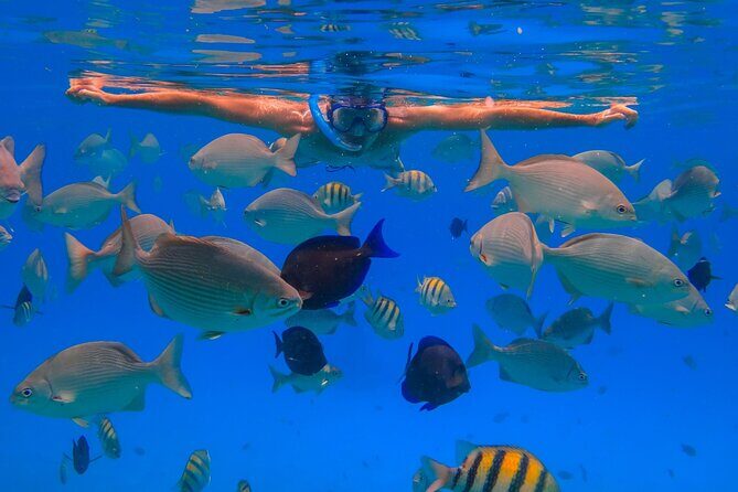 Champagne and Lobster Snorkeling Cruise - Analyzing the Value