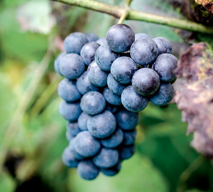 Champagne: Canard-Duchêne Champagne House Tour - FAQ