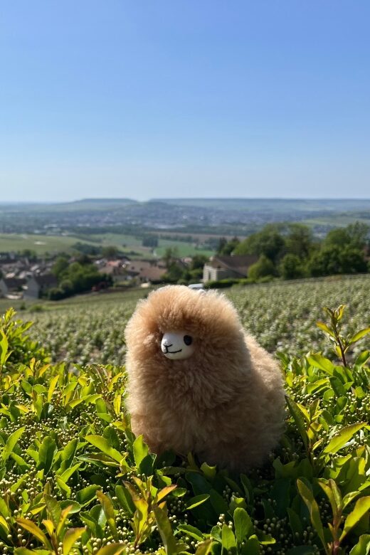 Champagne Private Day Trip: Epernay & Reims 9 glasses - Key Points