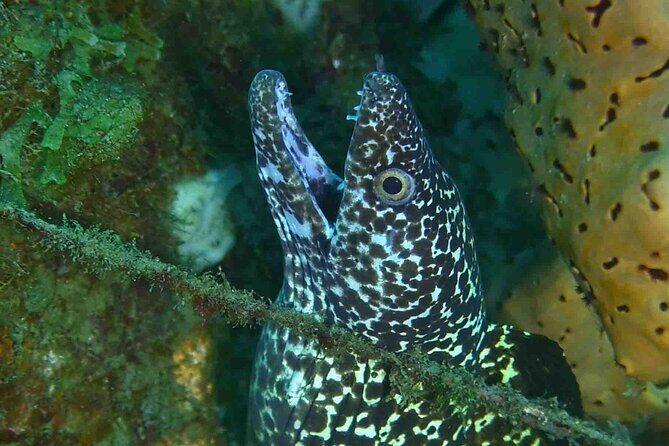 Champagne Reef, Bubble Beach and Scotts Head Snorkeling tour by boat in Dominica - A Full Breakdown of the Tour Experience