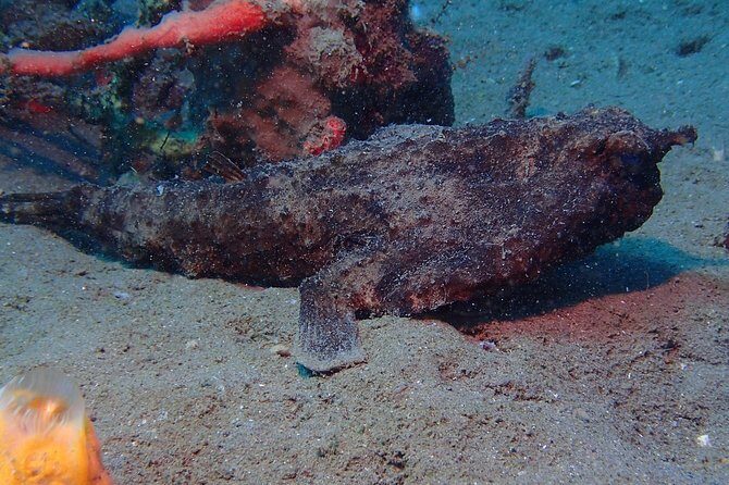 Champagne Reef Snorkeling Tour at volcanic hot Bubbles Dominica - A Closer Look at the Tour Experience