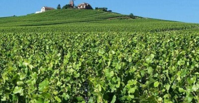 Champagne Region from Paris: Reims and Champagne Tasting - The Sum Up