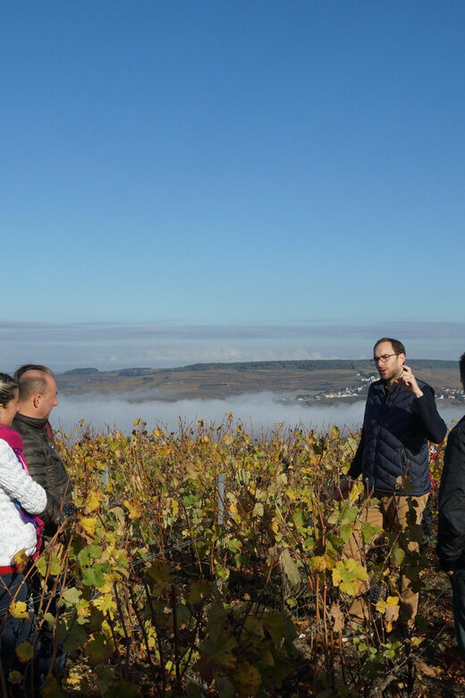 Champagne Vineyard Experience: Explore the terroir - Introduction