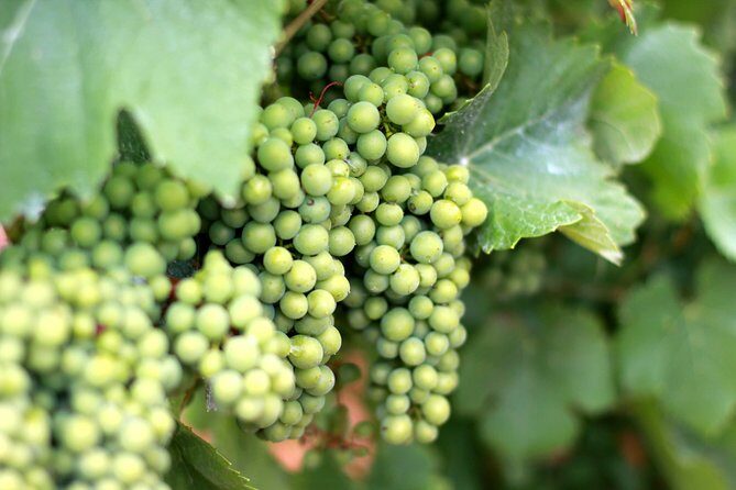 Champagne VIP Day Trip from Paris With Local PRIVATE Wine Expert Guide - Frequently Asked Questions