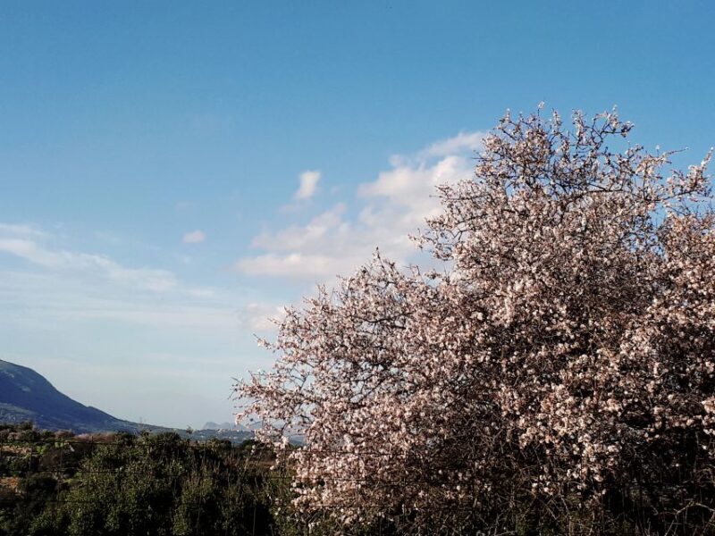 Chania: 7 Villages of Apokoronas Tour with Lunch - Who Should Take This Tour?