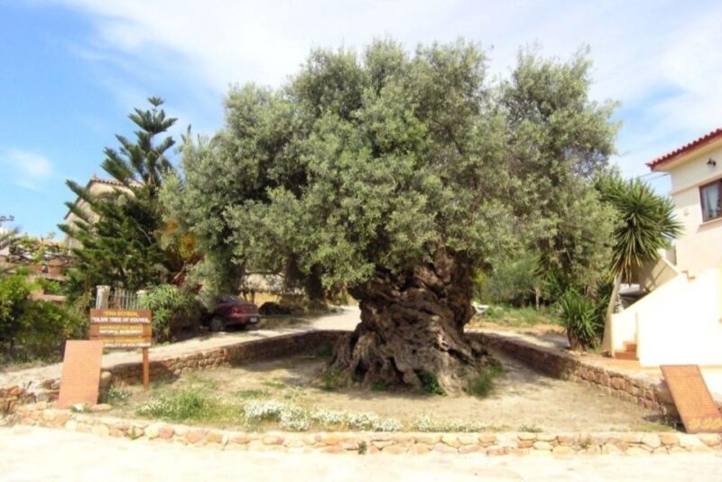 Chania Area: Food Tasting Tour with Winery Visit & Swim Stop - FAQ: Common Questions