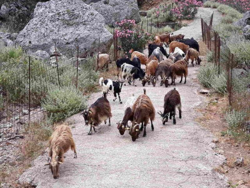 Chania: Balos and Falassarna Tour with Loungers and Lunch - The Sum Up: Who Is This Tour For?