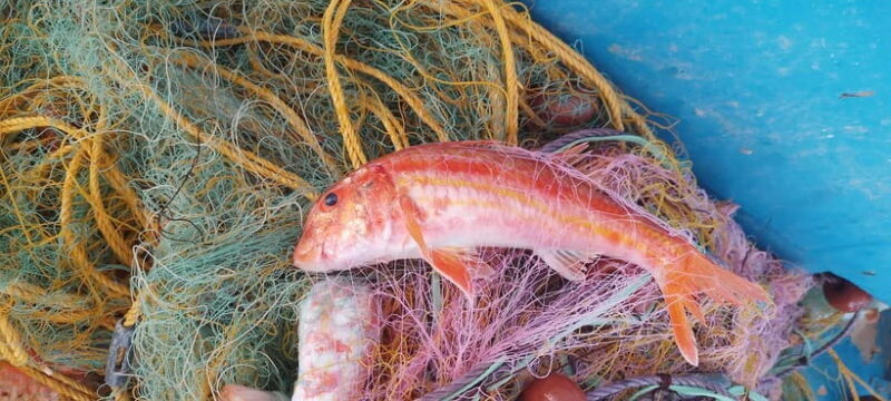 Chania Fishing with Nets: Catch&Cook with a Local Fisherman - Key Points: