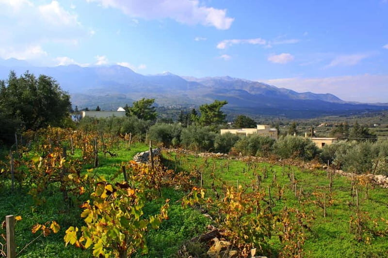 Chania: Full-Day Vineyard & Winery Private Tour w/ Tastings - An In-Depth Look at the Tour