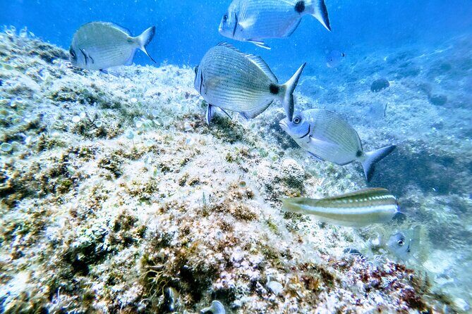 Chania Guided Snorkeling and Boat Excursion - An In-Depth Look at the Tour: What’s Really Involved