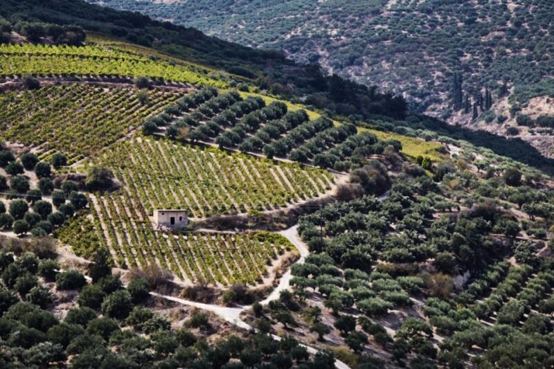Chania Luxuries: Secrets of Wine and Olive Oil Tastings - Key Points