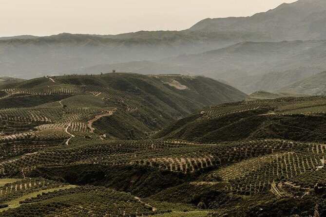 Chania Luxuries: Secrets of Wine and Olive Oil Tastings - Exploring Crete’s Olive Oil and Wine Heritage