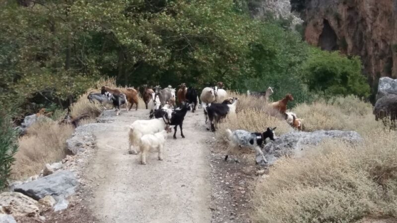 Chania: Milia Mountain Tour w/Lunch Olive Oil/Wine Tastings - Who Will Love This Tour?