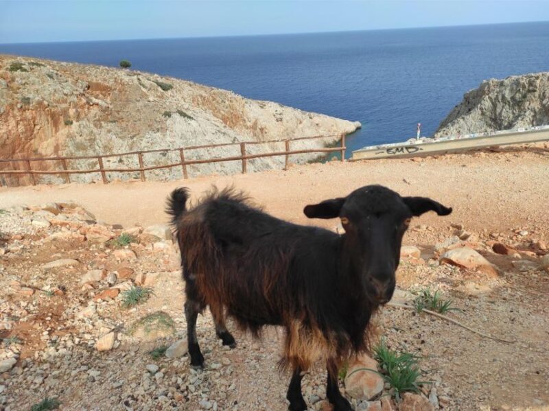 Chania Pink Sand Beaches Private Tour: Elafonisi & Falasarna - FAQ