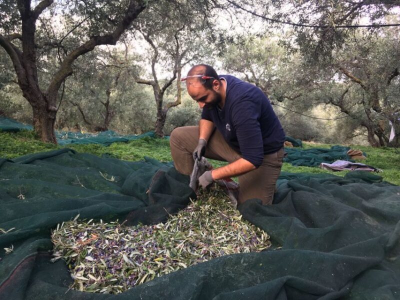 Chania Private Olive Oil Tour: Oil Tasting & Villages Tour - Value and Practical Considerations