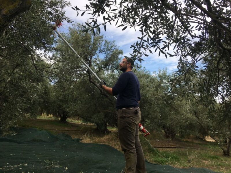 Chania Private Olive Oil Tour: Oil Tasting & Villages Tour - Who Should Consider This Tour?