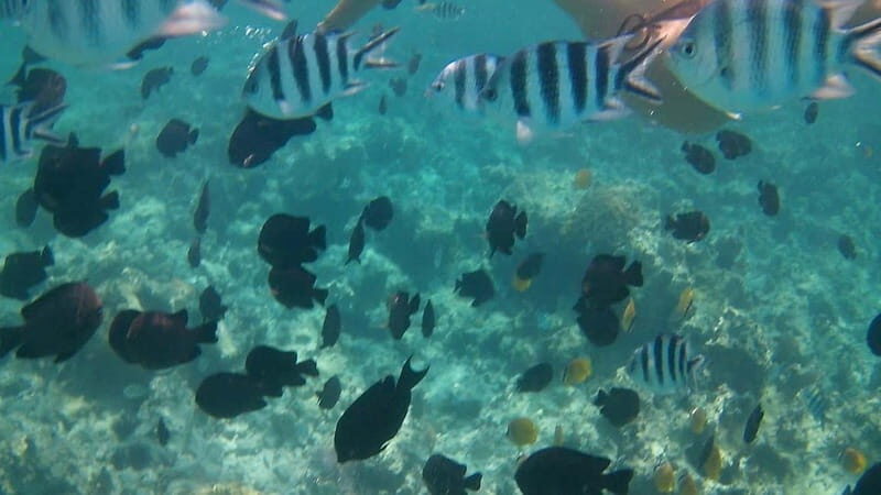 Chania: Scuba Diving and Snorkeling for Beginners by Boat - Who Should Consider This Tour