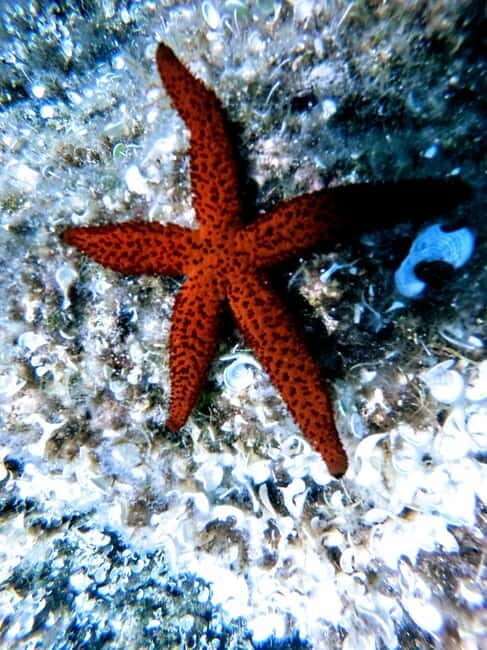 Chania: Scuba Diving for Beginners - Equipment, Safety, and Support