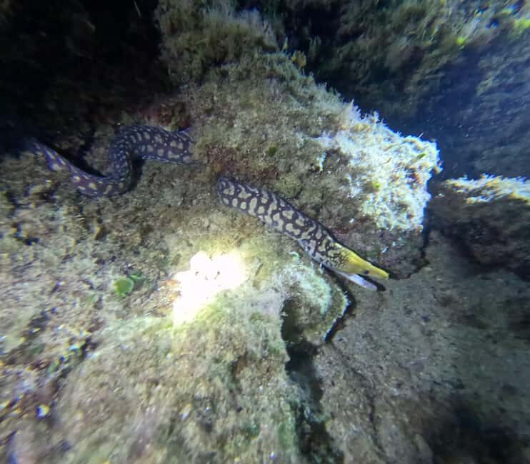 Chania Scuba Diving | Night Dive | Certified Divers - A Practical Look at Chania’s Night Scuba Experience