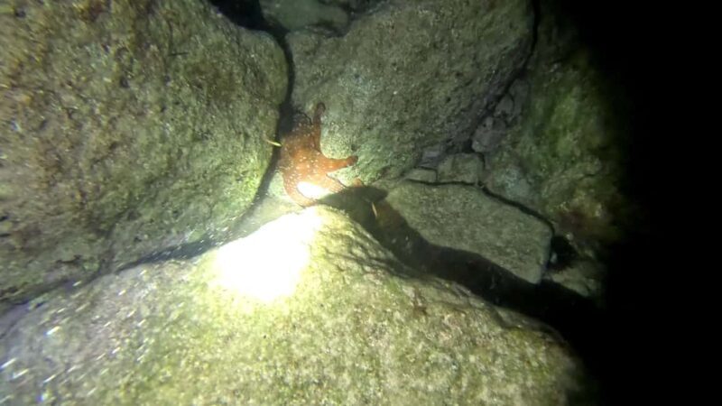 Chania Scuba Diving | Night Dive | Certified Divers - Who Should Consider This Experience?