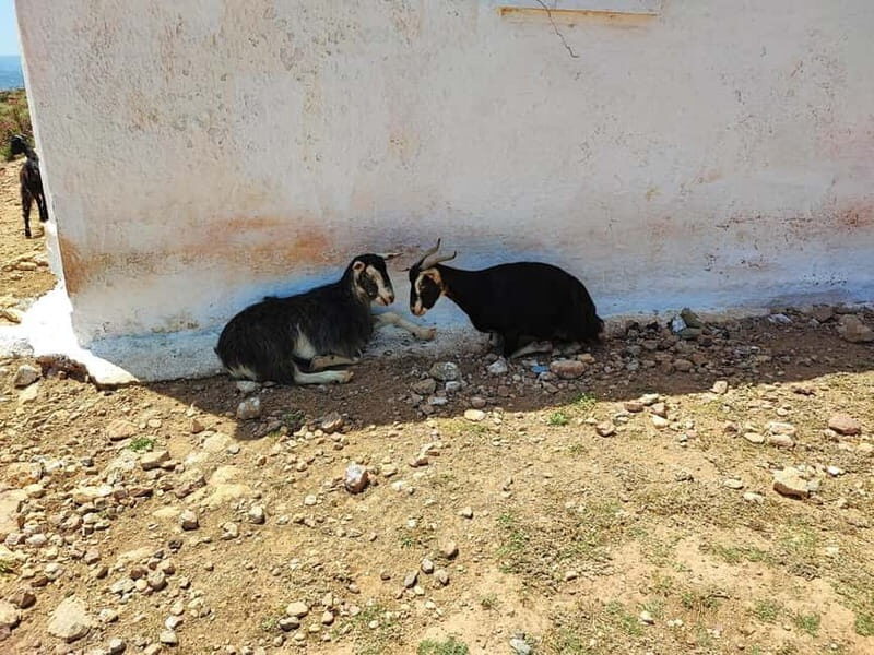 Chania:Balos&Falassarna Private Jeep Safari + Lunch&Loungers - Value for Money and Practical Considerations