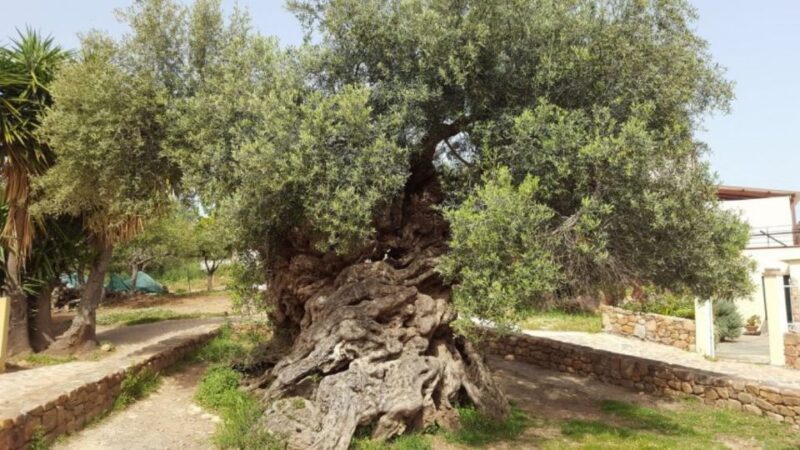 Chania:Olive and Wine 3-hour Trip - A Closer Look at the Experience