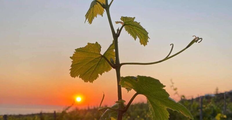Chania:Olive and Wine 3-hour Trip - What Travelers Say