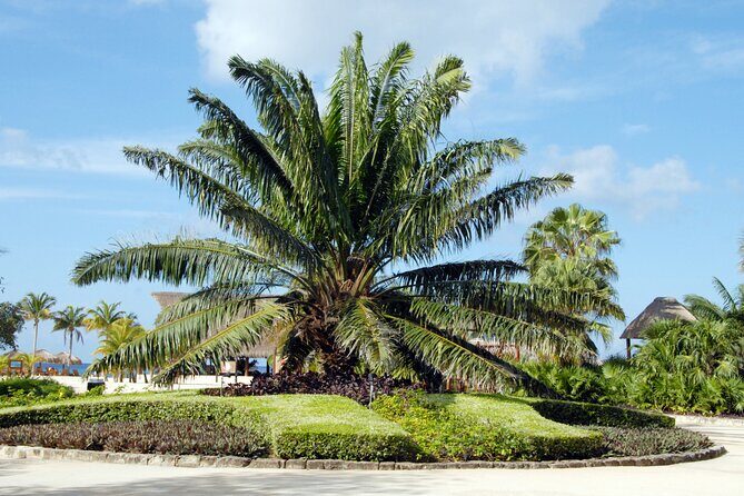 Chankanaab Park and Island Tour by Buggy with Mexican Lunch - Who Would Enjoy This Tour?