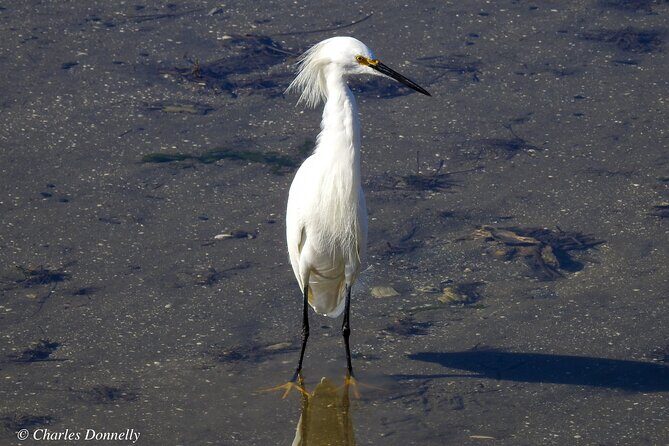 Charleston Bird Watching Tour - Why This Tour Fits Certain Travelers Best