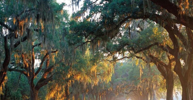 Charleston: Boone Hall & Historic City Tour Combo - Authentic Experiences and Real-World Insights