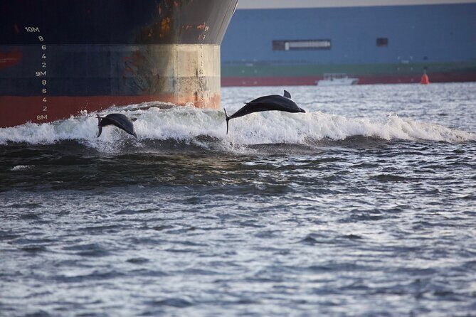 Charleston Dolphin Cruise Scenic Harbor Adventure - Key Points