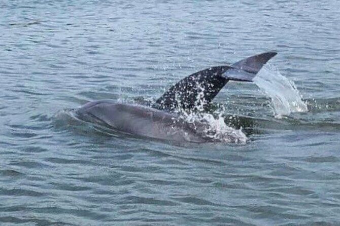 Charleston Dolphin Cruise Scenic Harbor Adventure - Detailed Breakdown of the Itinerary