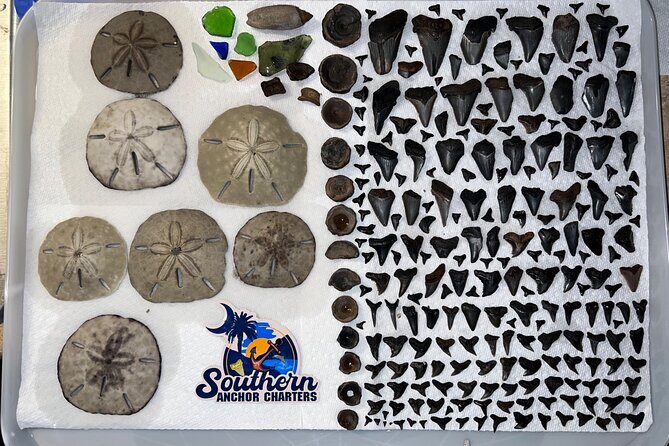 Charleston/Folly Beach Shark Tooth and fossil Island Drop off - An Overview of the Tour Experience