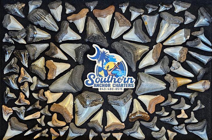 Charleston/Folly Beach Shark Tooth and fossil Island Drop off - Final Thoughts