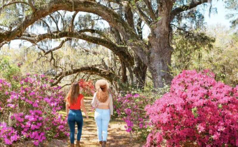 Charleston: Historic City Tour & Magnolia Plantation Combo - An In-Depth Look at the Experience