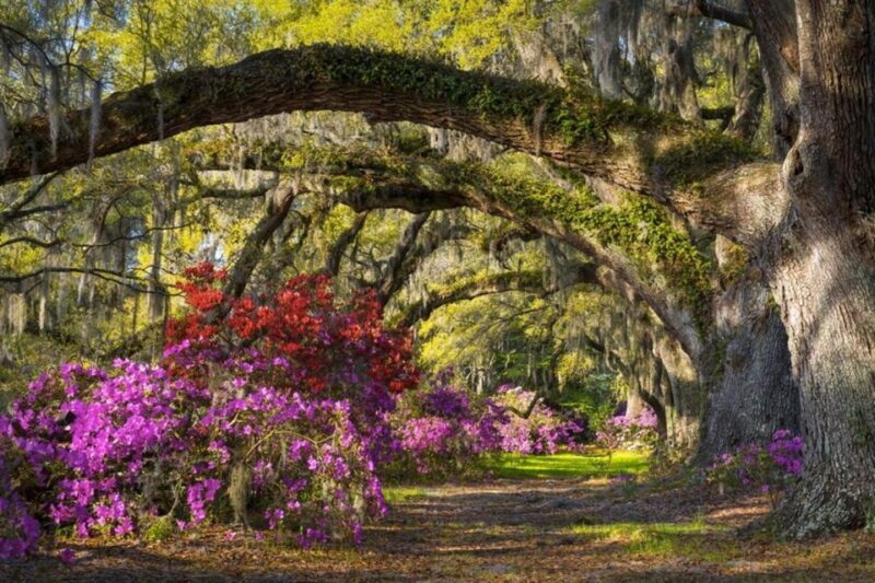 Charleston: Historic City Tour & Magnolia Plantation Combo - Final Thoughts