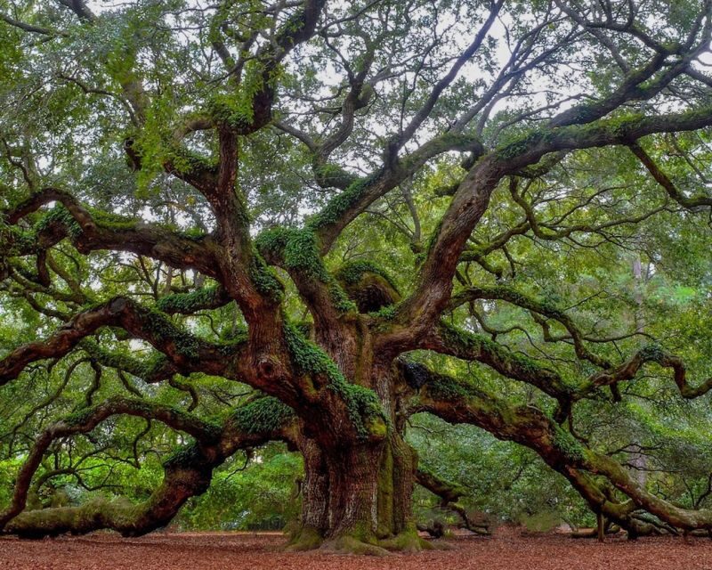 Charleston: Historic District & Plantation VIP Private Tour - Plantation Choices: Boone Hall or McLeod