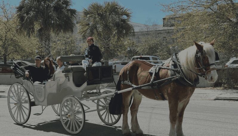 Charleston, SC: Private Evening Horse & Carriage Tour - What Travelers Say